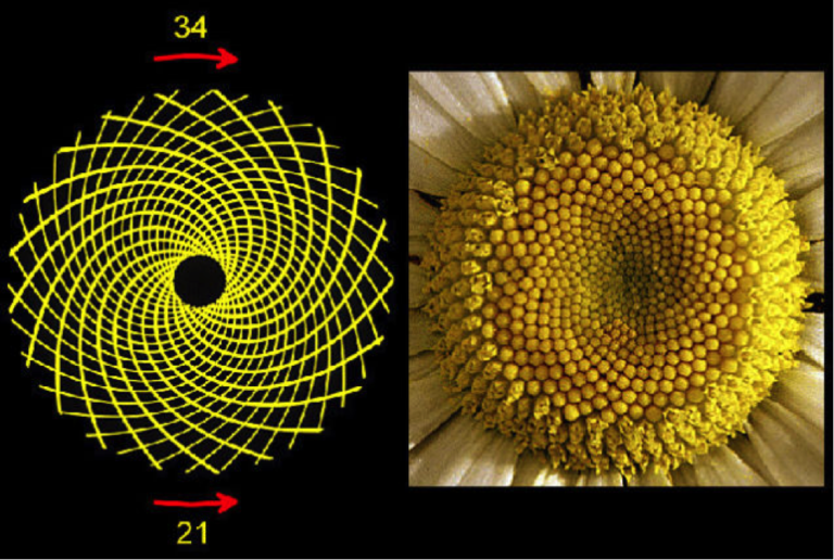 15 Uncanny Examples of the Golden Ratio Found in Nature