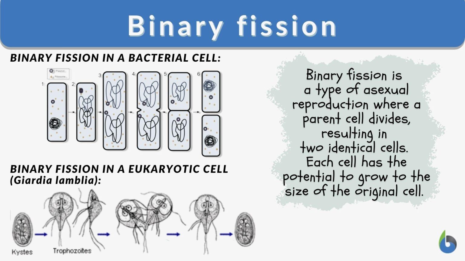 5 Binary Fission Examples in Single-Celled Organisms