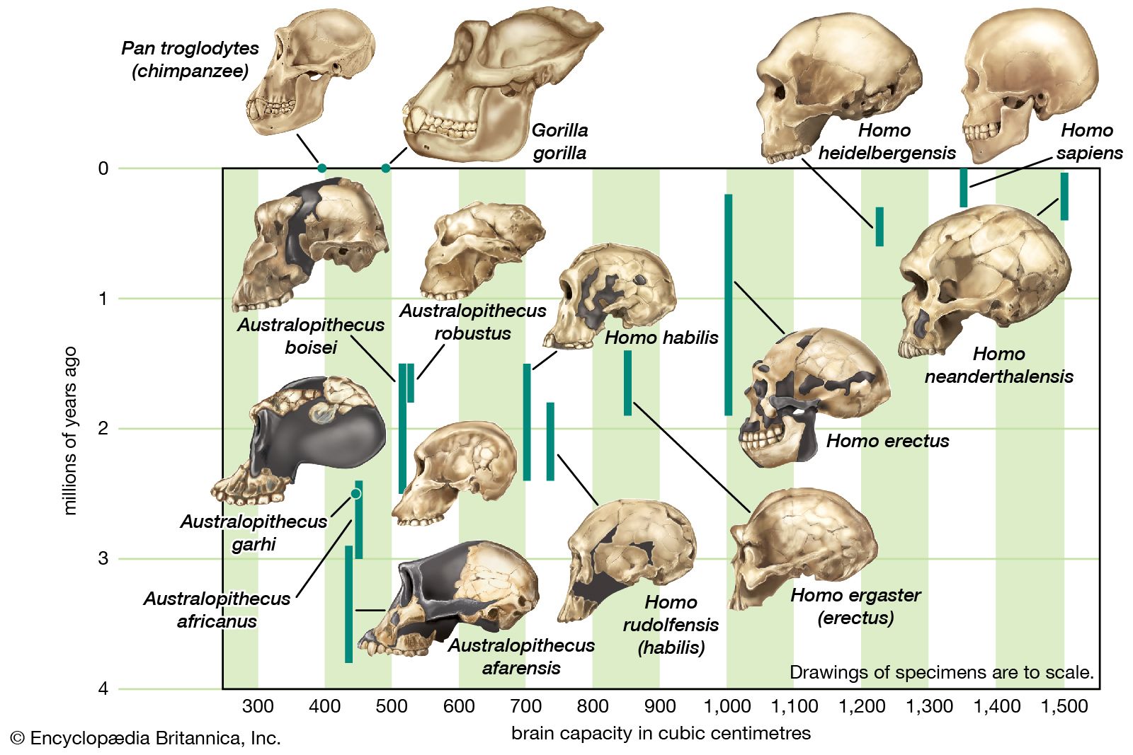 Are Humans Still Evolving? Key Examples of Modern Adaptations