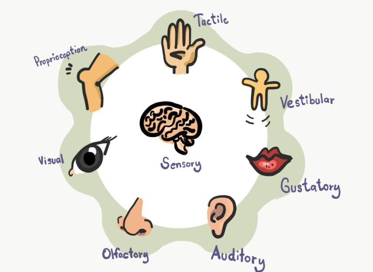 Auditory, Visual, and Tactile: Key Examples of Human Senses