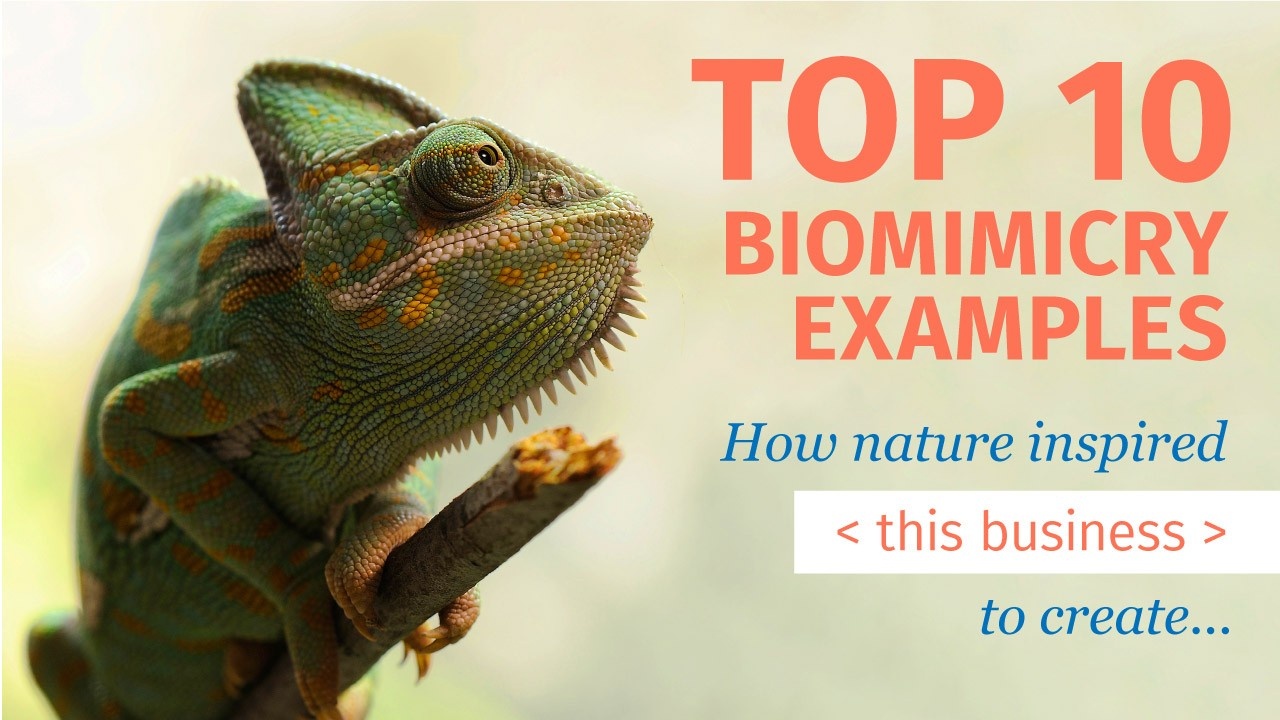 Biomimicry Examples Transforming Design and Technology