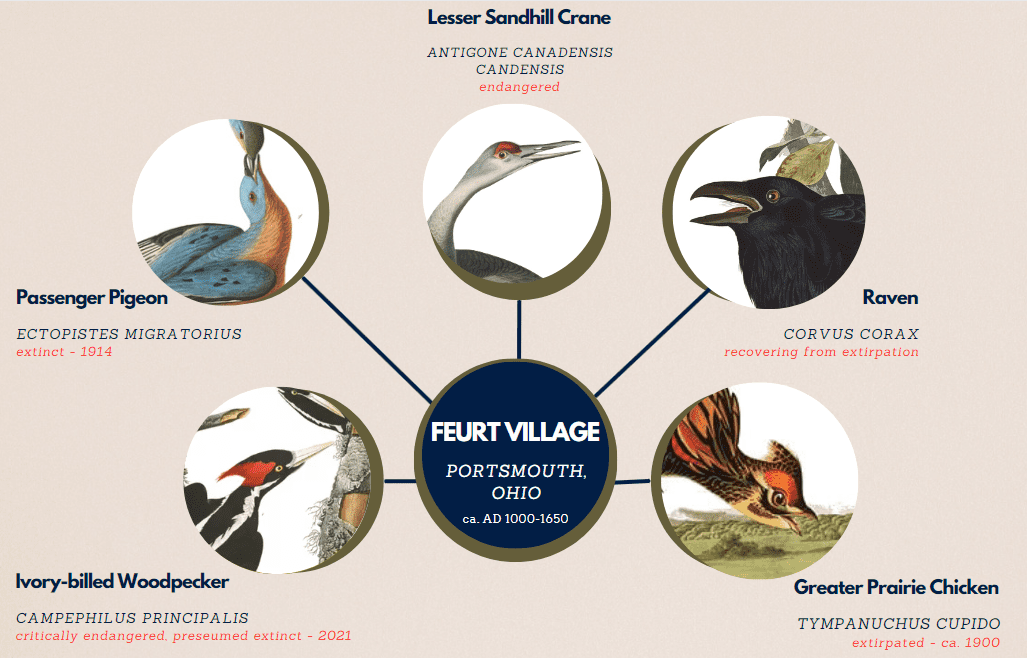 Birds of a Feather Origin: Historical and Cultural Examples