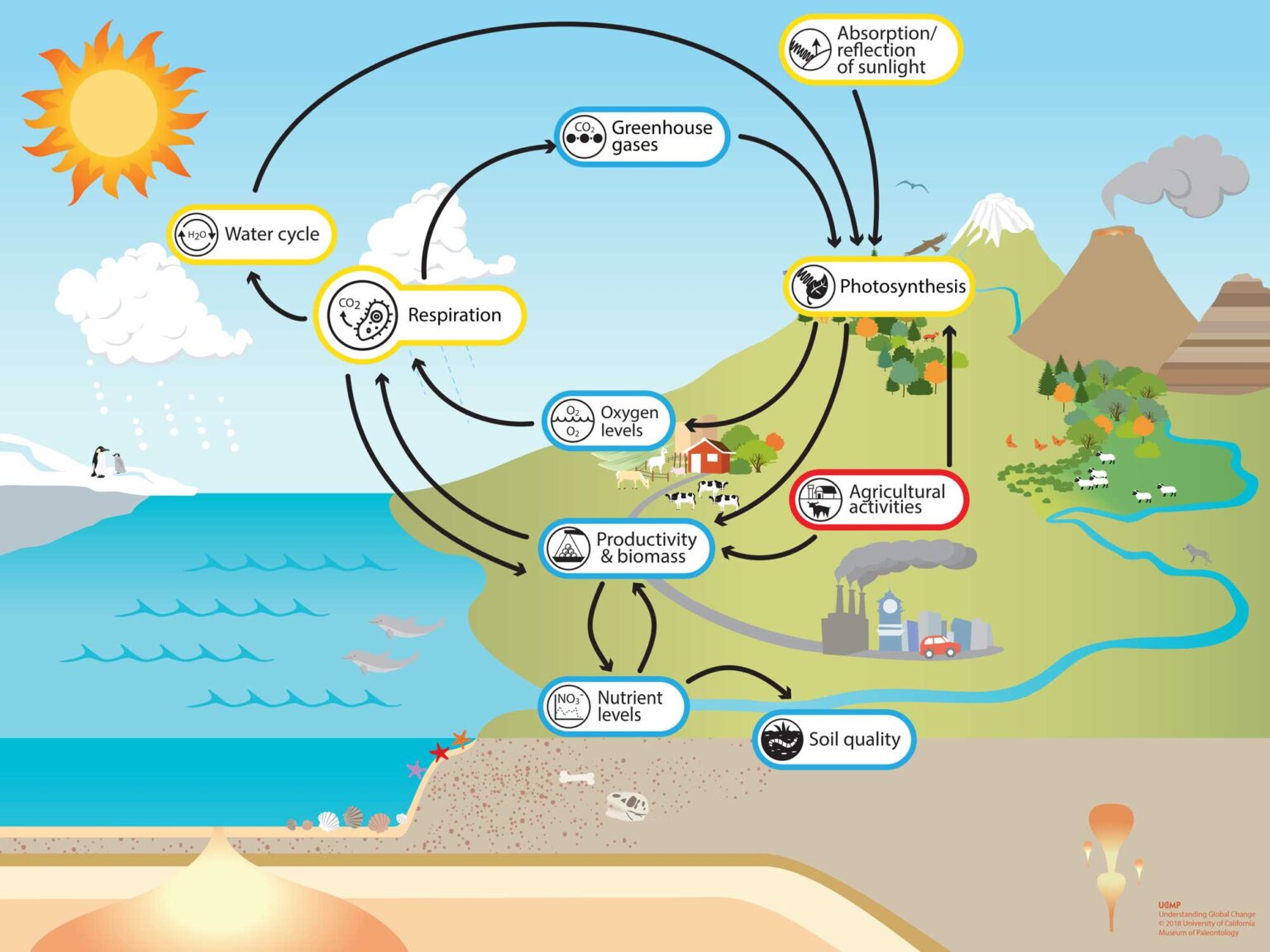 Cellular Respiration Examples Across Different Organisms