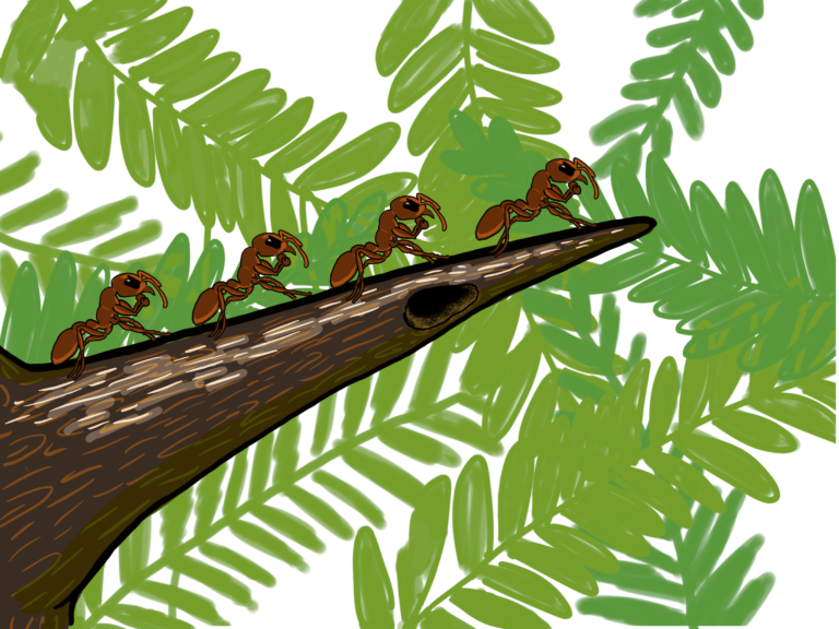 Coevolution Examples In Nature And Beyond