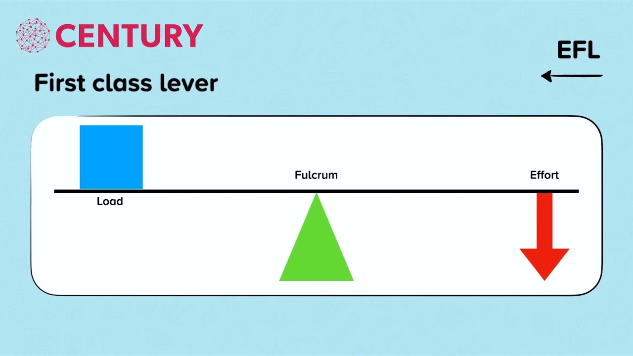 Differences Between First Second And Third Class Levers Explained
