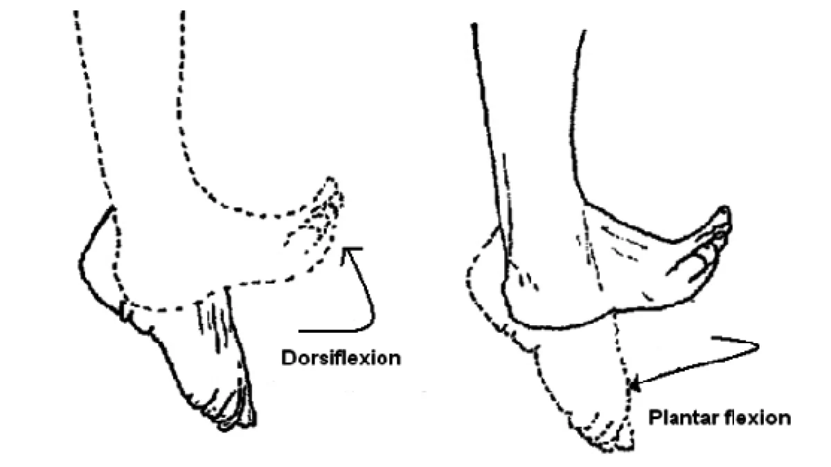 Dorsiflexion and Plantar Flexion: Key Examples