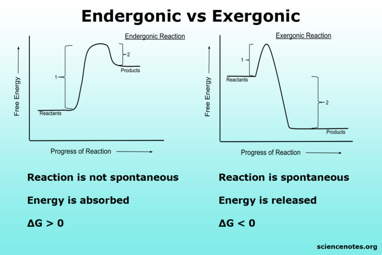 Endergonic Vs Exergonic Key Examples And Differences Explained 1230