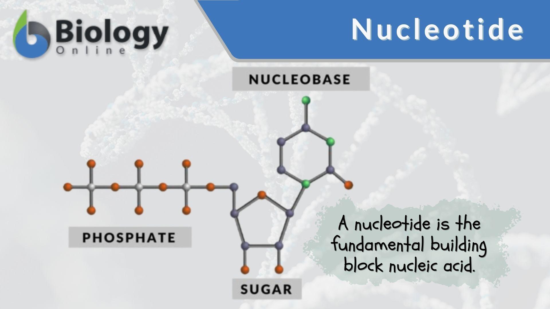 Examples of a Nucleotide and Their Biological Roles
