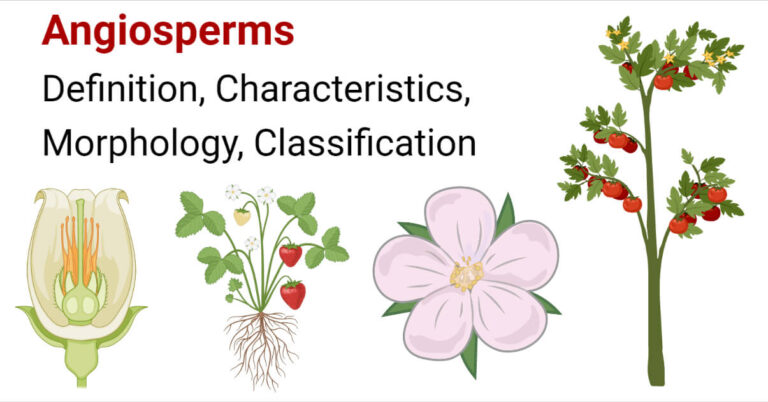 Examples Of Angiosperms And Their Ecological Importance