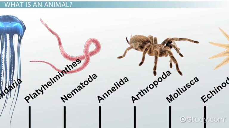 Examples of Animal Phyla: Diversity in Earth’s Life Forms
