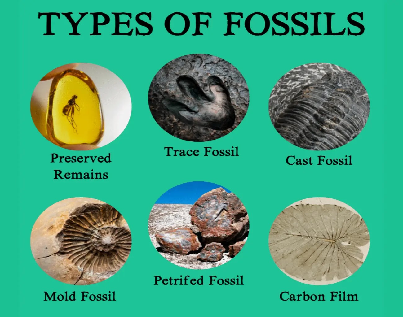 Examples of Carbon Fossils and Their Importance in History