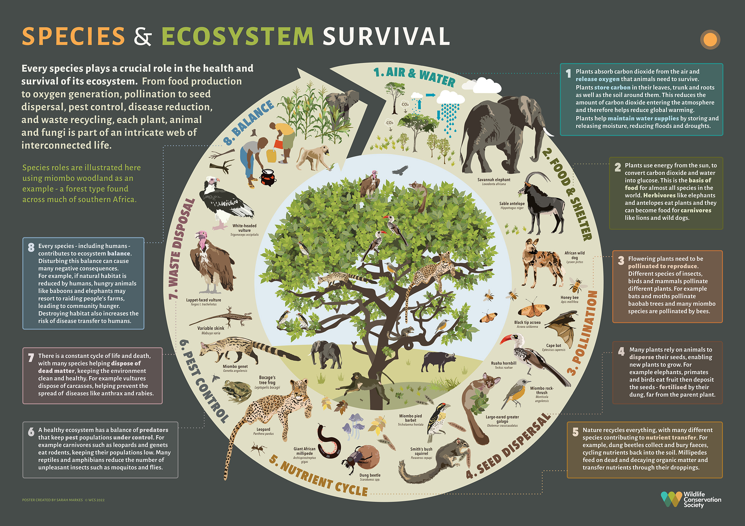 Examples of Carnivores and Their Ecological Roles