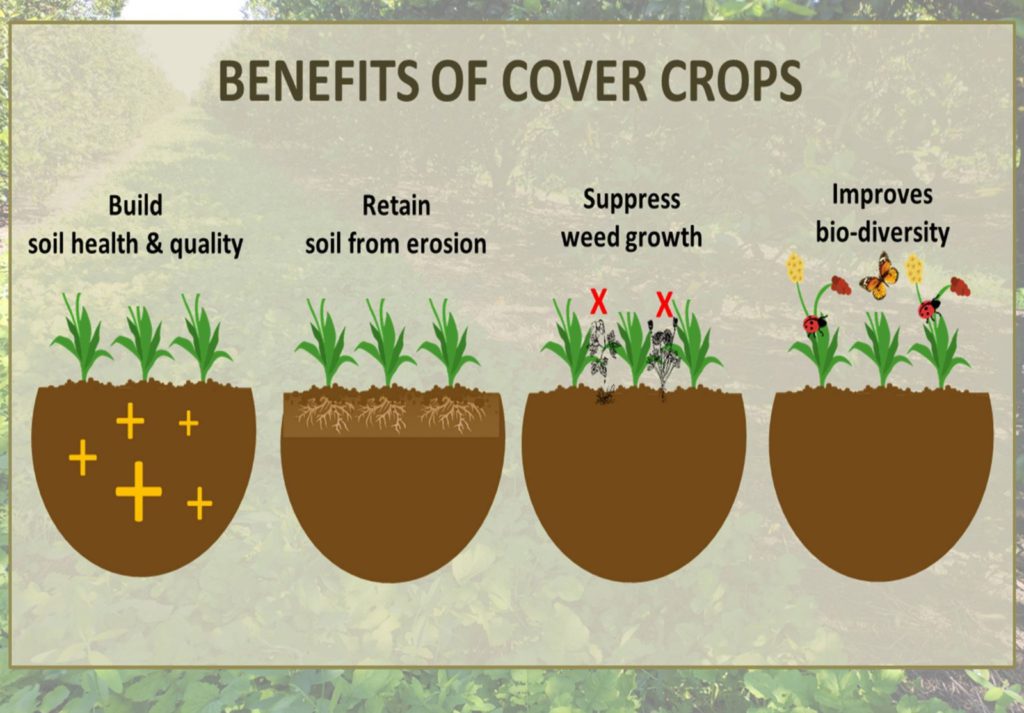 Examples of Cover Crops for Sustainable Farming