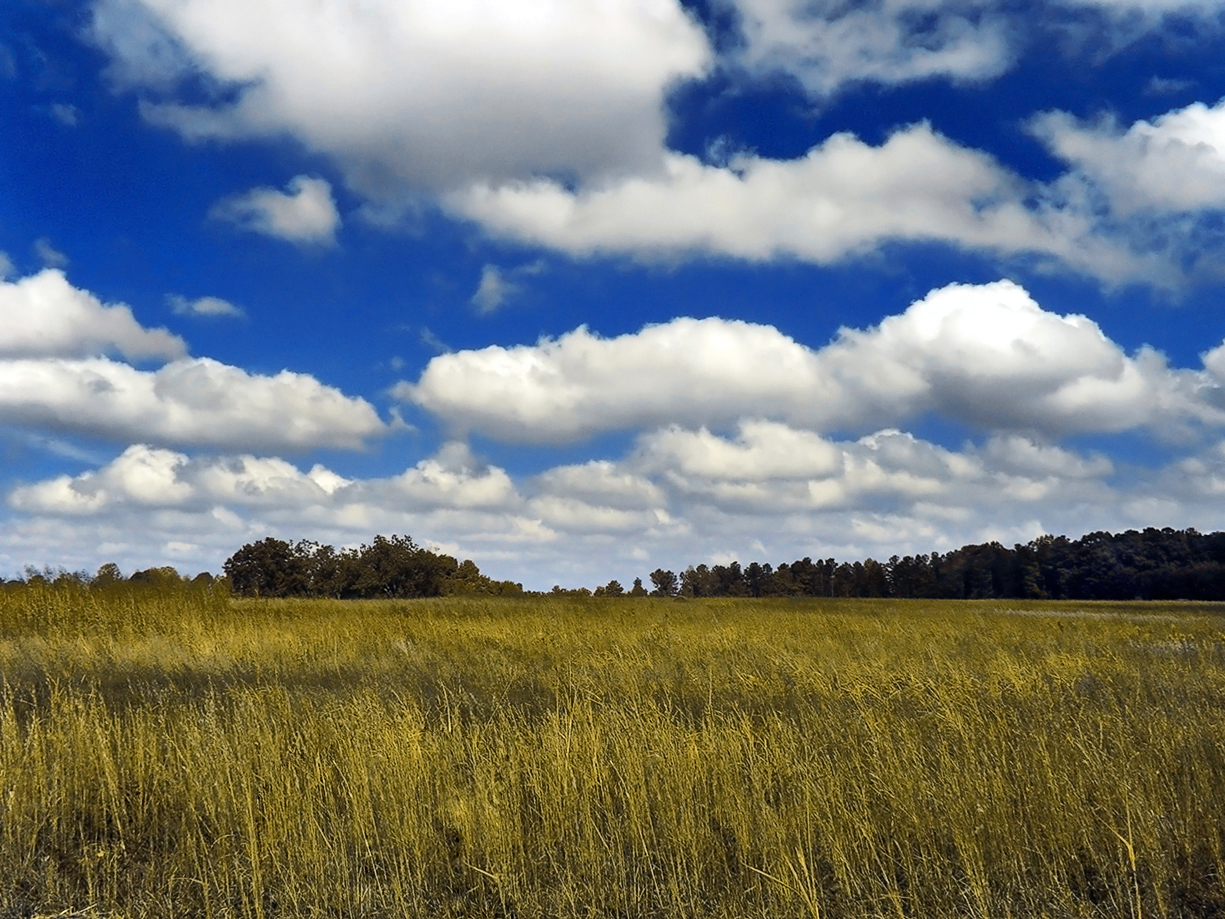 Examples of Cumulus Clouds and Their Weather Impact