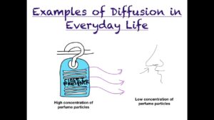 Examples of Diffusion in Everyday Life