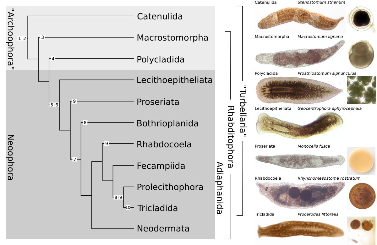 Examples of Flatworms: Diversity and Adaptations Explored