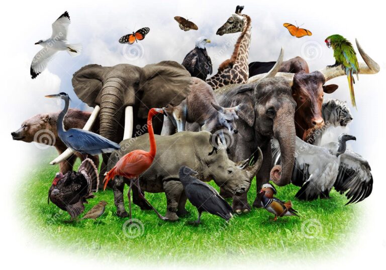Examples of Flora and Fauna: Diversity in Nature's Balance