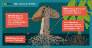 Examples of Fungi and Their Impact on Our Lives