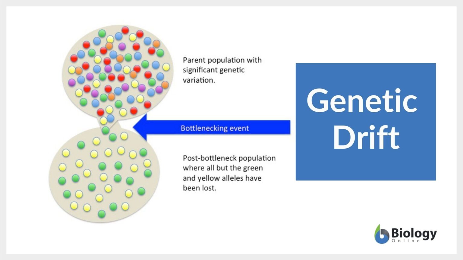 Examples Of Genetic Drift And Its Impact 6157