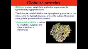 Examples of Globular Proteins and Their Functions