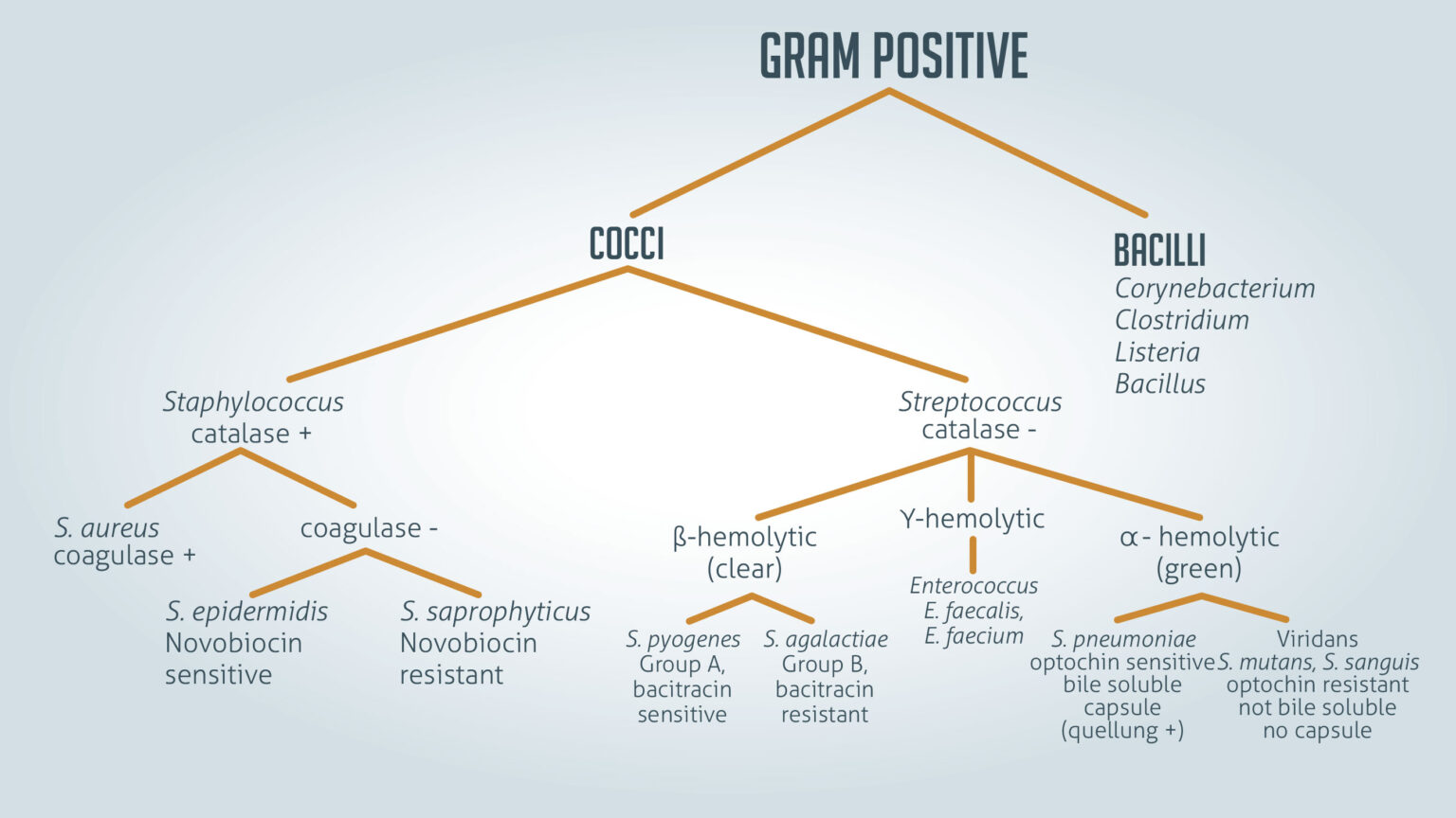 Examples of Gram Positive and Gram Negative Bacteria