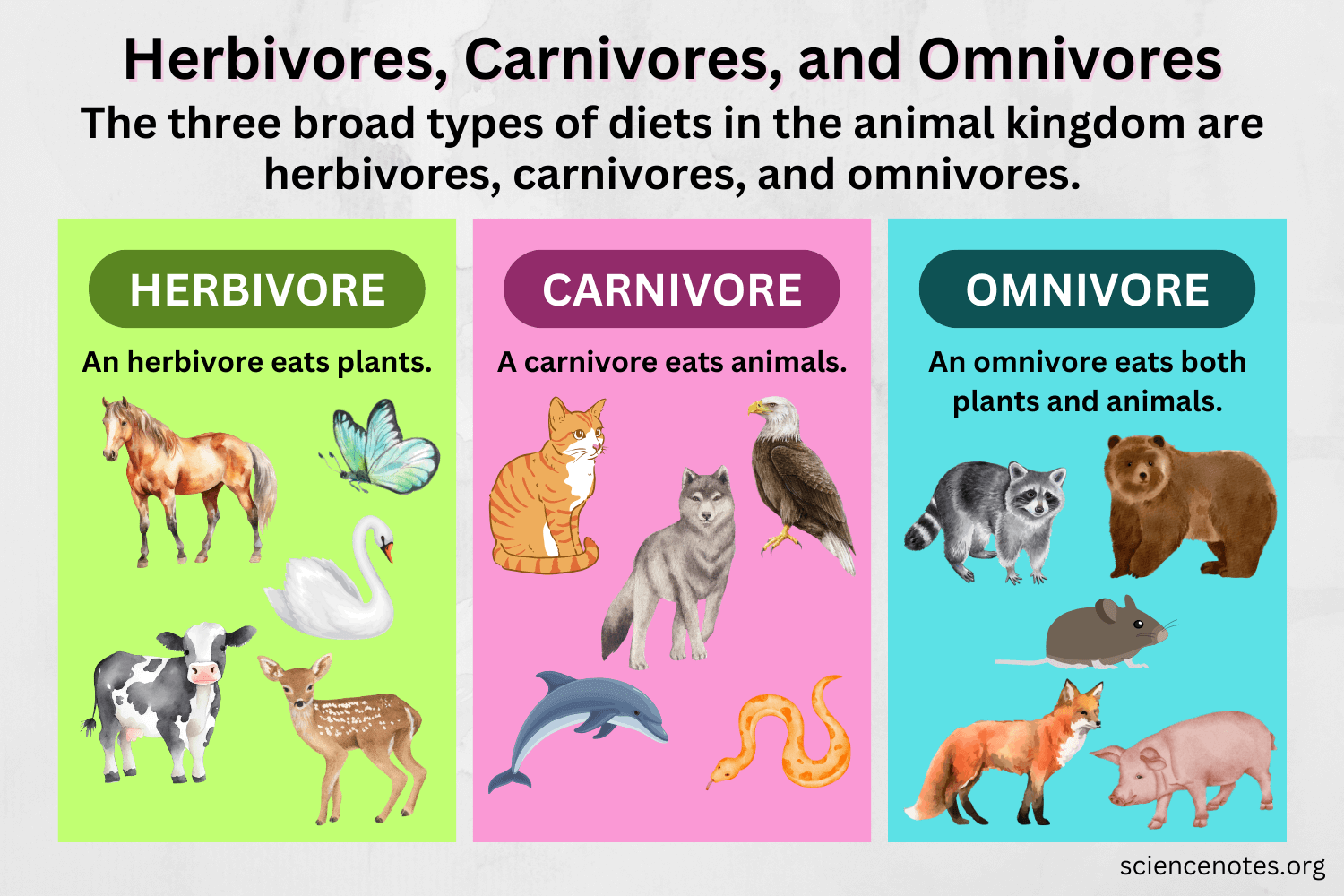 Examples of Herbivore Animals and Their Ecosystem Roles