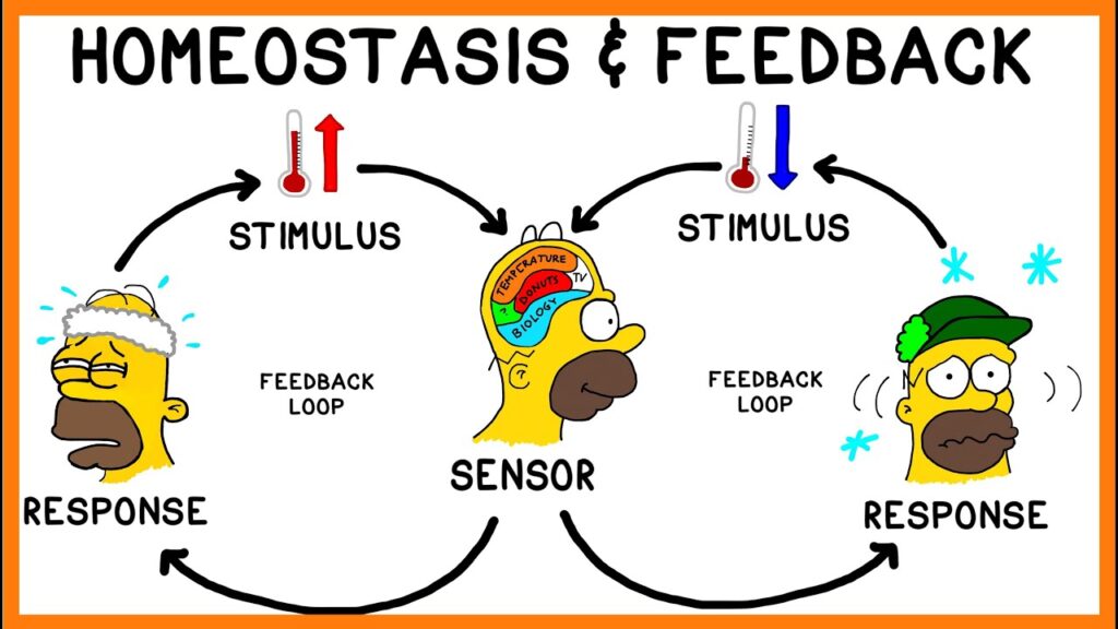 Examples of Homeostasis in Humans and Nature