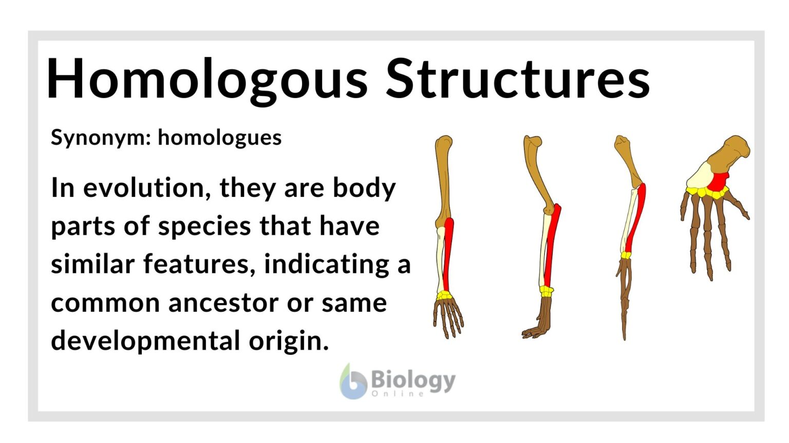 Examples of Homologous Structures in Evolutionary Biology
