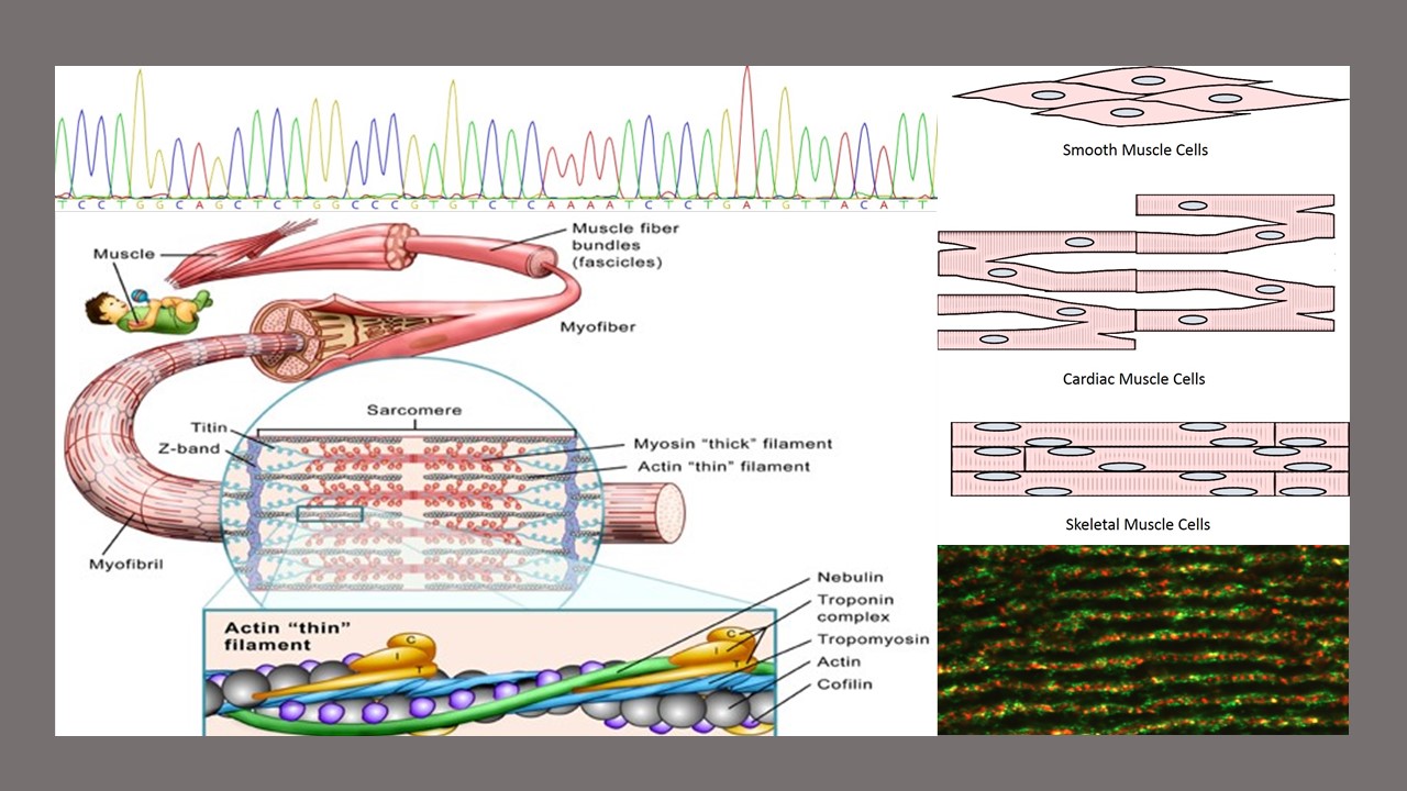 Examples of Muscle and Nerve Cells in Biology Lab Observations