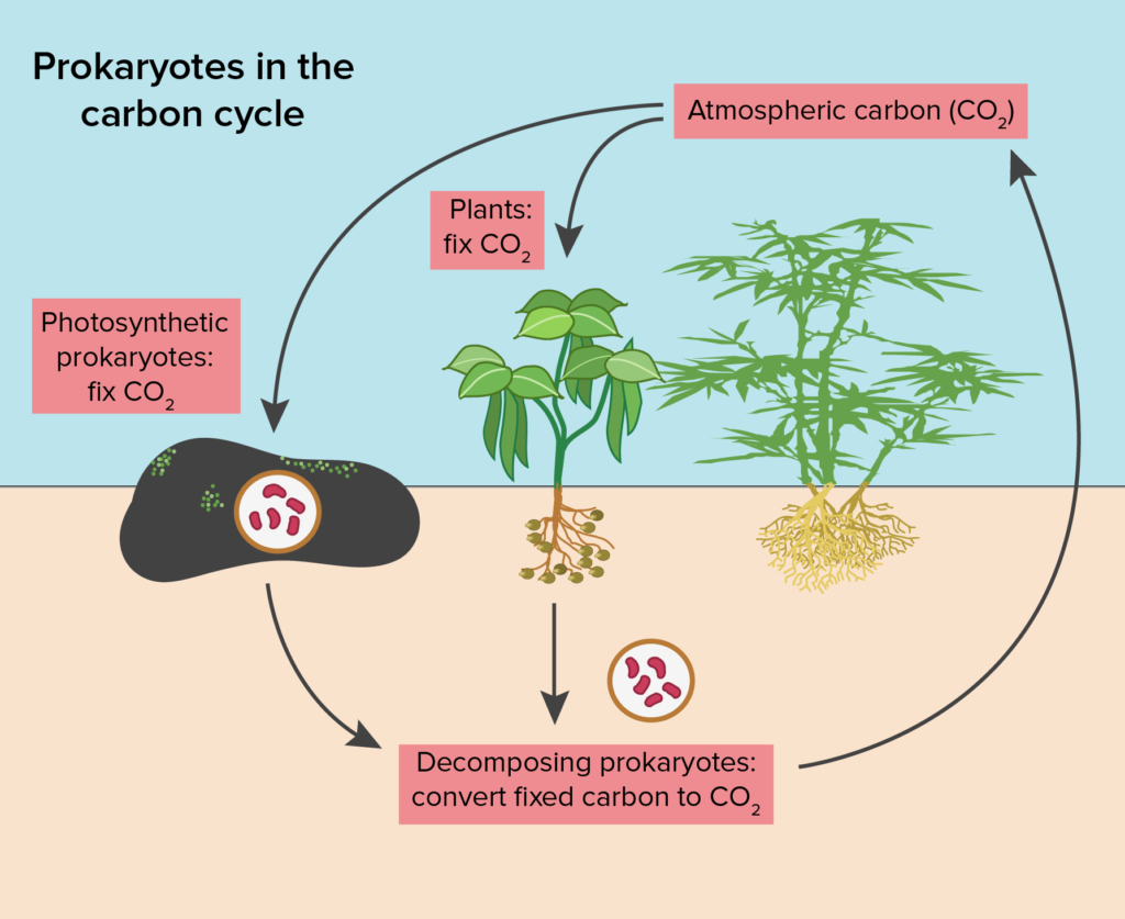 Examples of Prokaryotes and Their Ecological Roles