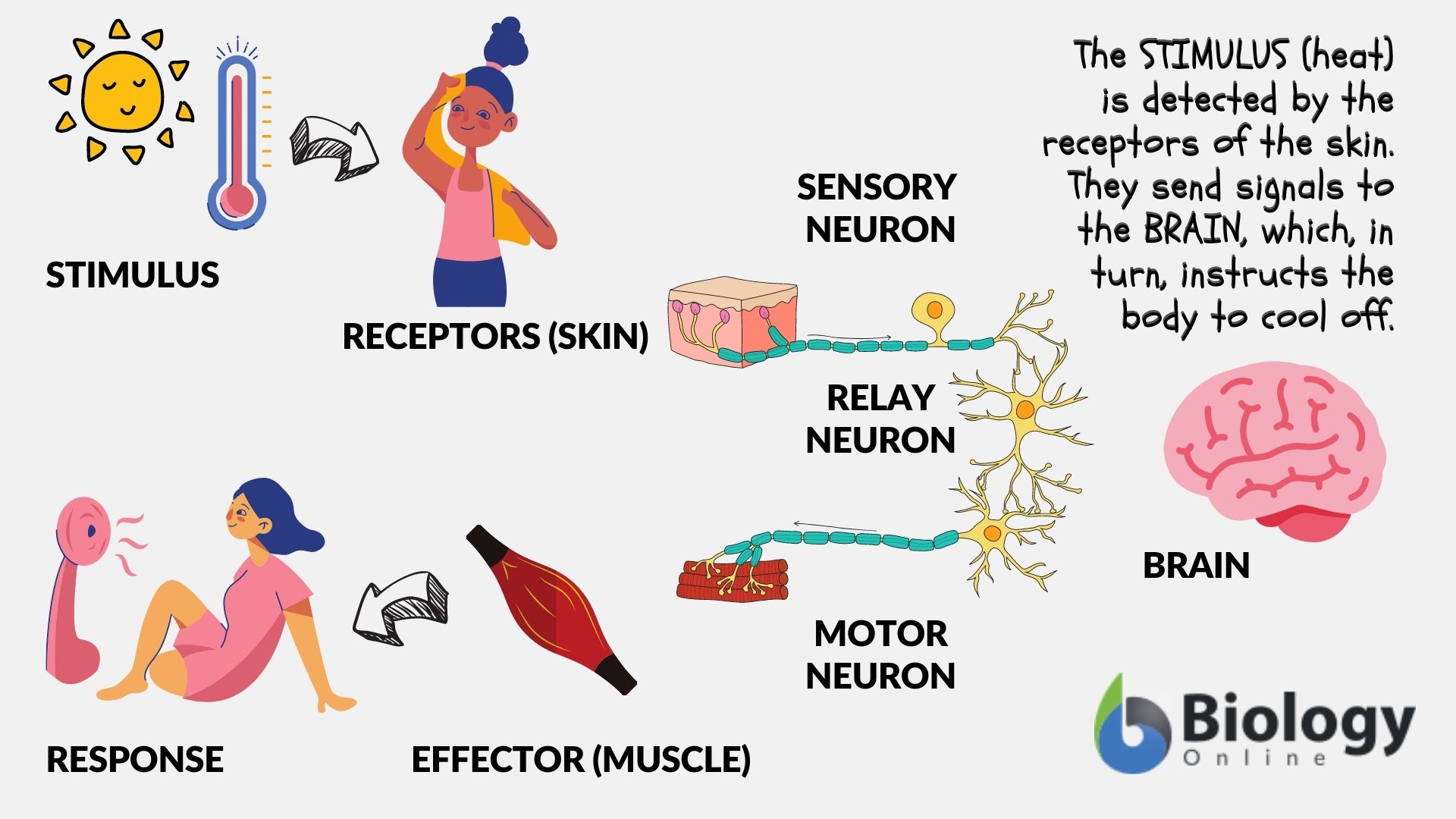 Examples of Response to Stimuli in Nature and Humans
