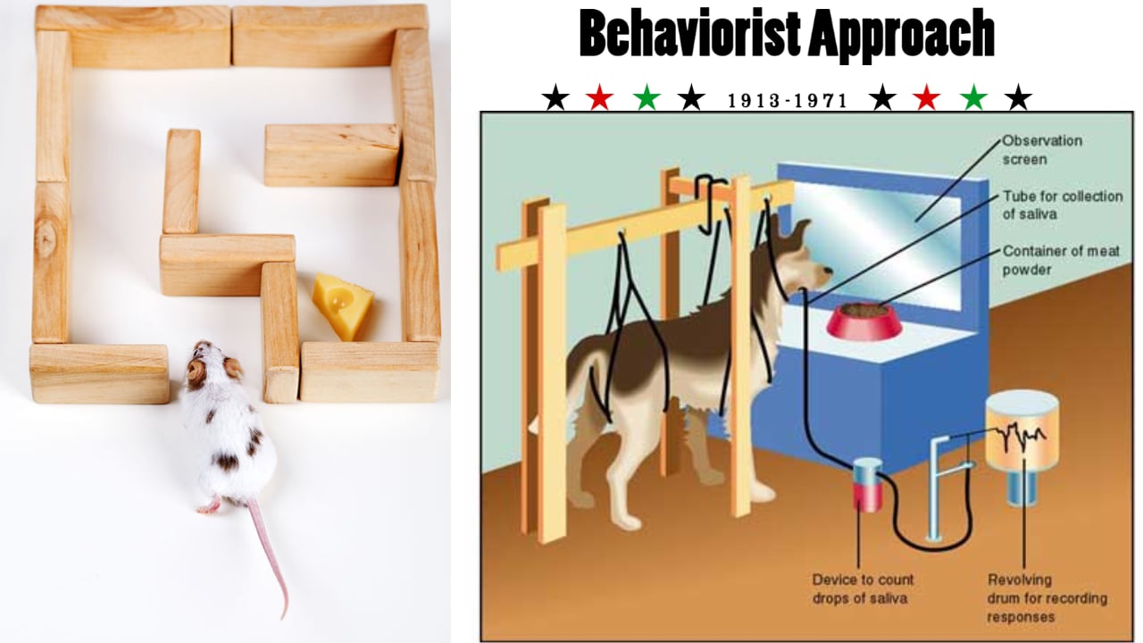 Examples of the Behavioral Perspective in Action