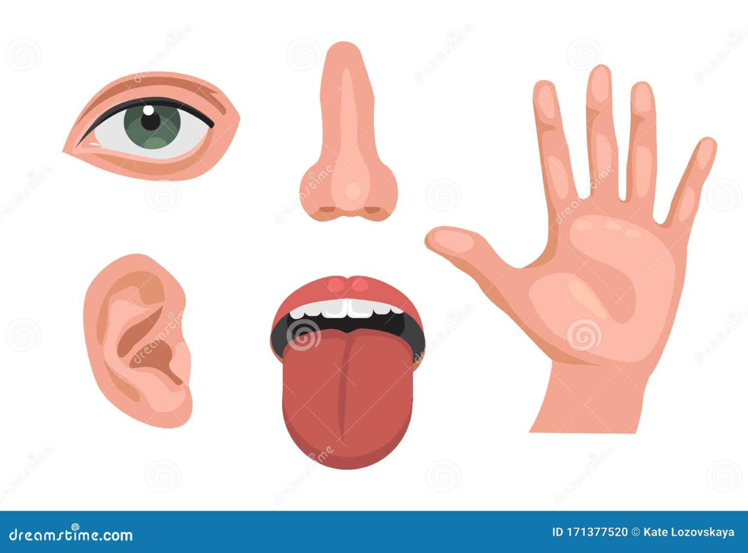 Eyes, Ears, Tongue, Nose, and Skin as Organs