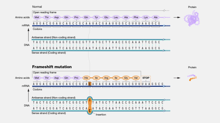 Frameshift Mutation Examples Impacting Health