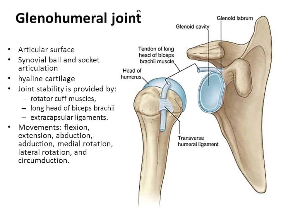 Glenohumeral Joint: Function and Injuries