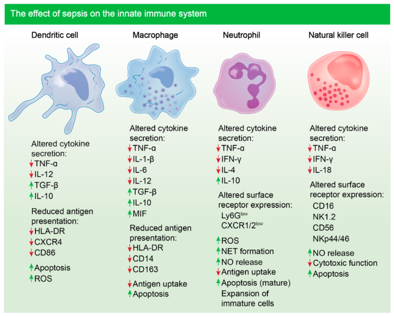 Granulocytes Include: Key Types and Their Immune Roles