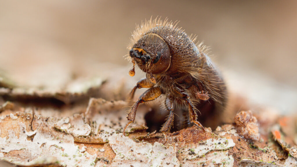 Invasive Species Examples Impacting Our Ecosystems