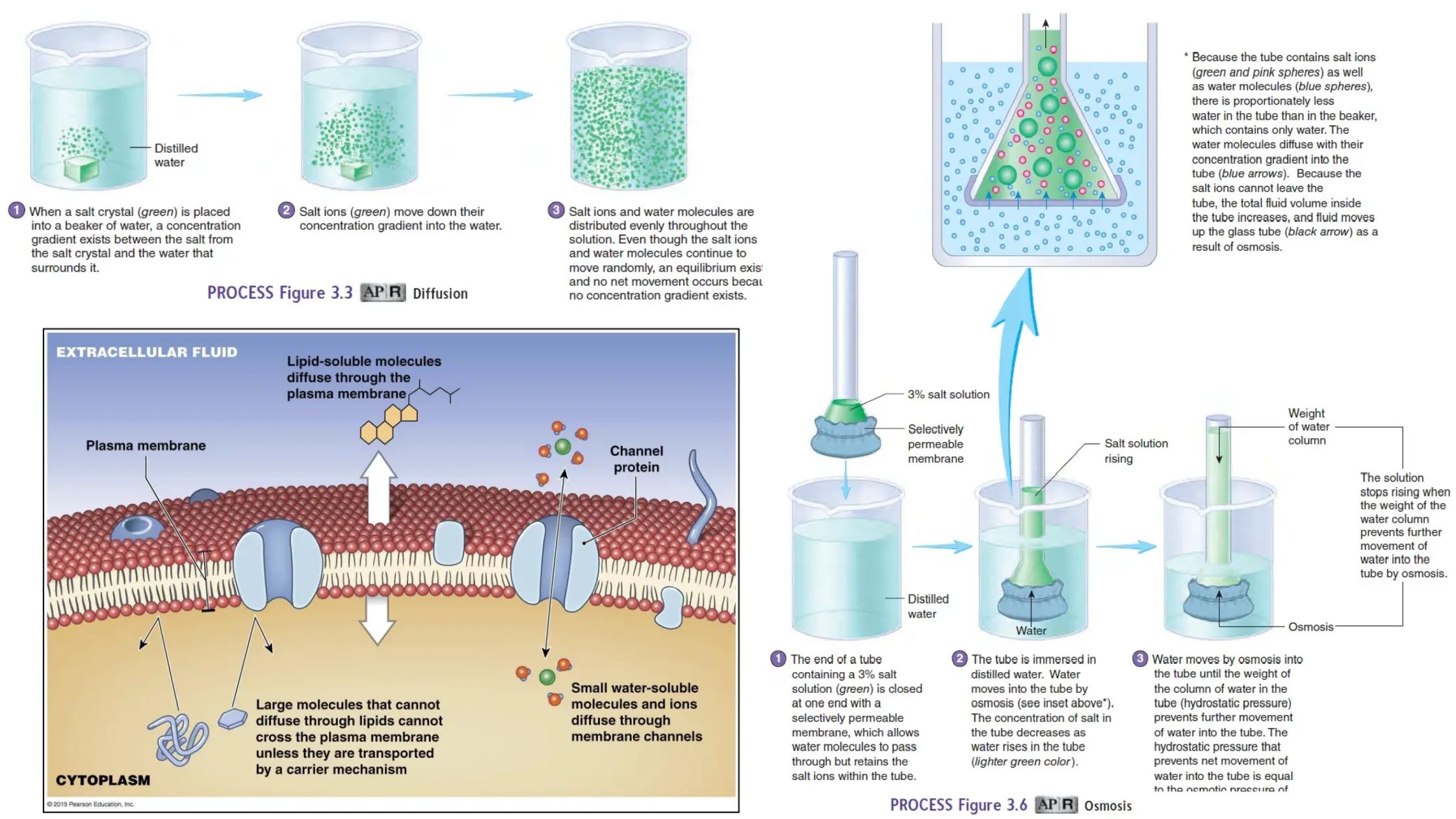 Ion Pumps and Phagocytosis Are Both Examples of Cellular Functions