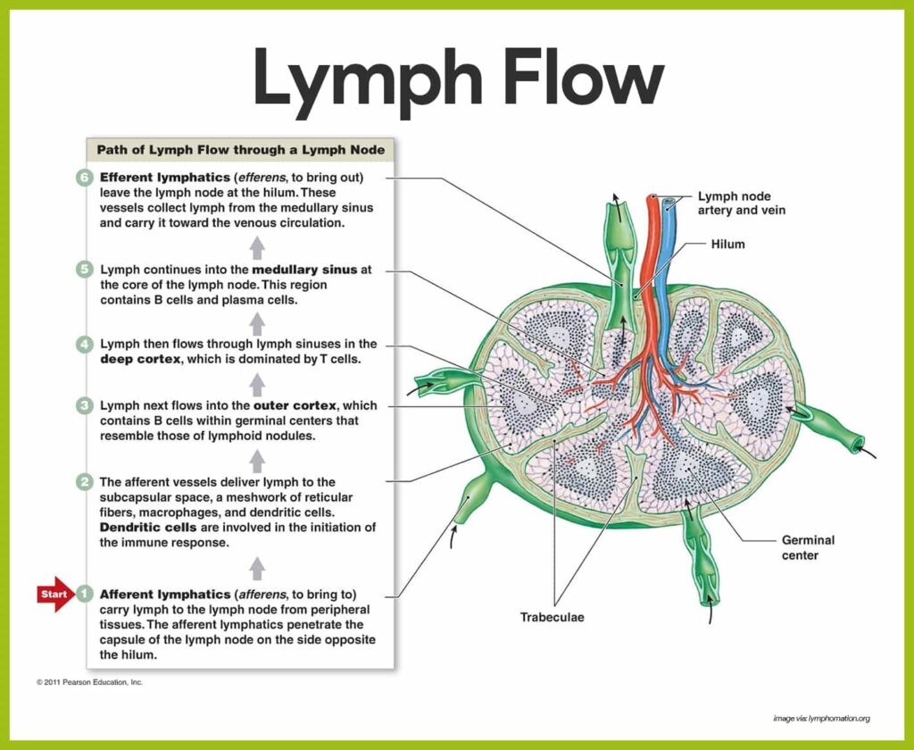 Lymph Nodes: Functions Except for These Examples